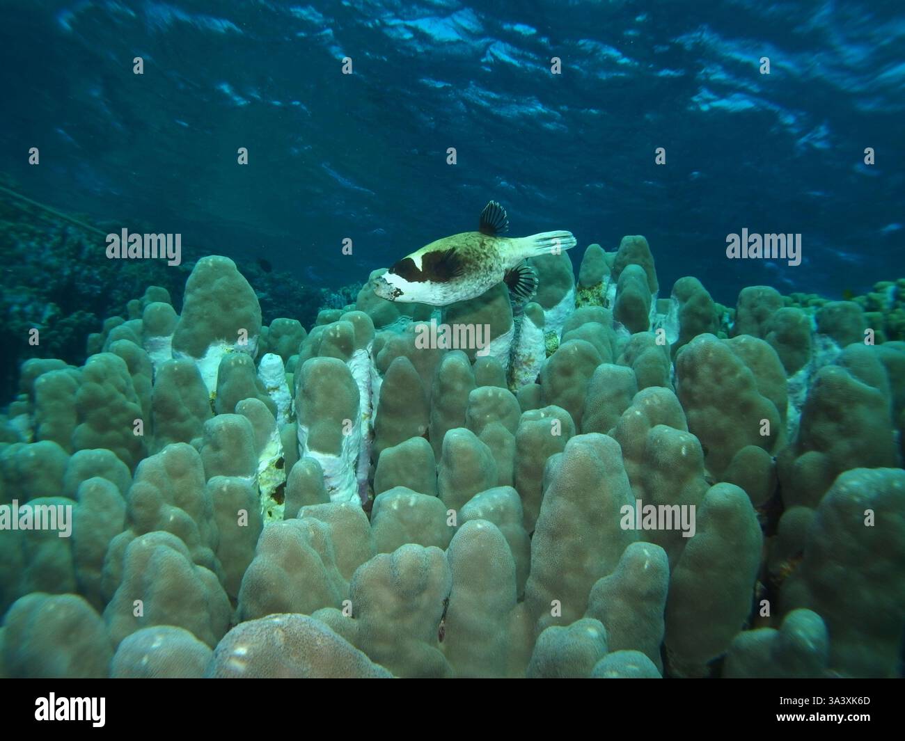 Masked puffer in Red Sea, Egypt, underwater photograph Stock Photo - Alamy