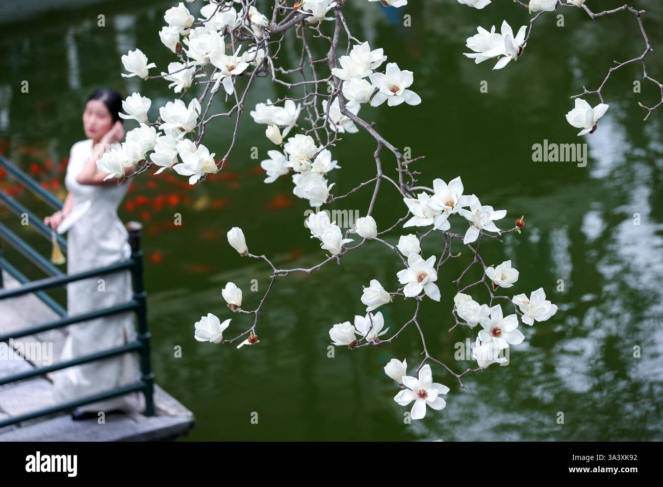 Magnolia flowers are in full bloom in Yangzhou City, east China's ...