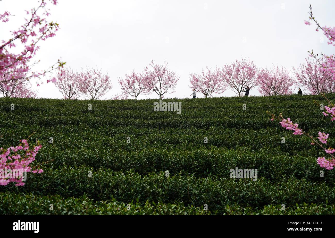 Aerial photo shows the cherry blossoms at a tea mountain in Leqing City ...