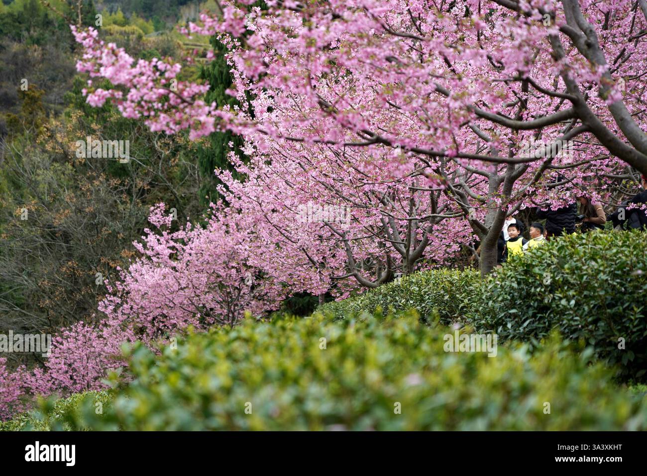 Aerial photo shows the cherry blossoms at a tea mountain in Leqing City ...