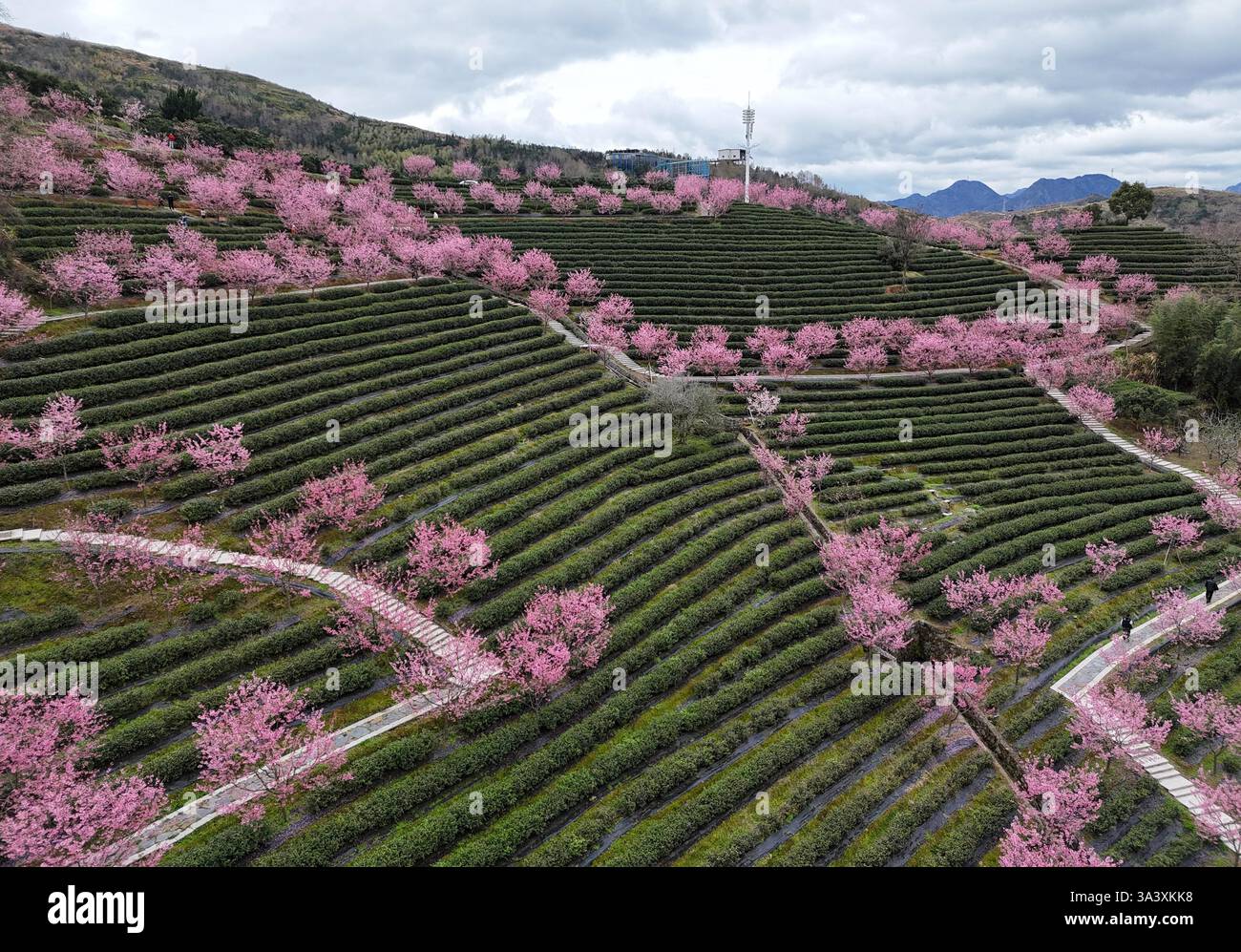 Aerial photo shows the cherry blossoms at a tea mountain in Leqing City ...