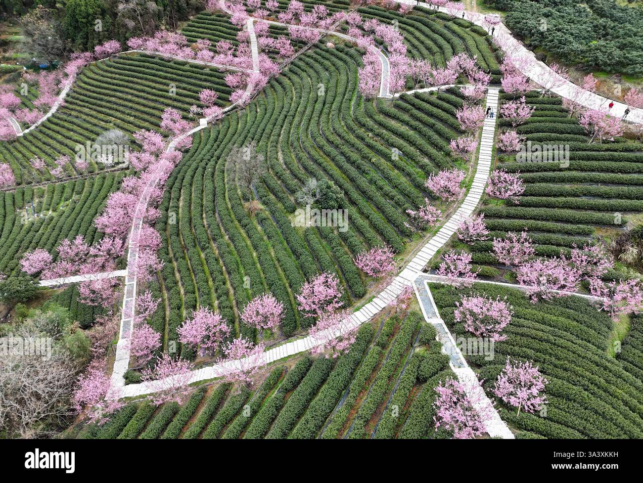 Aerial photo shows the cherry blossoms at a tea mountain in Leqing City ...