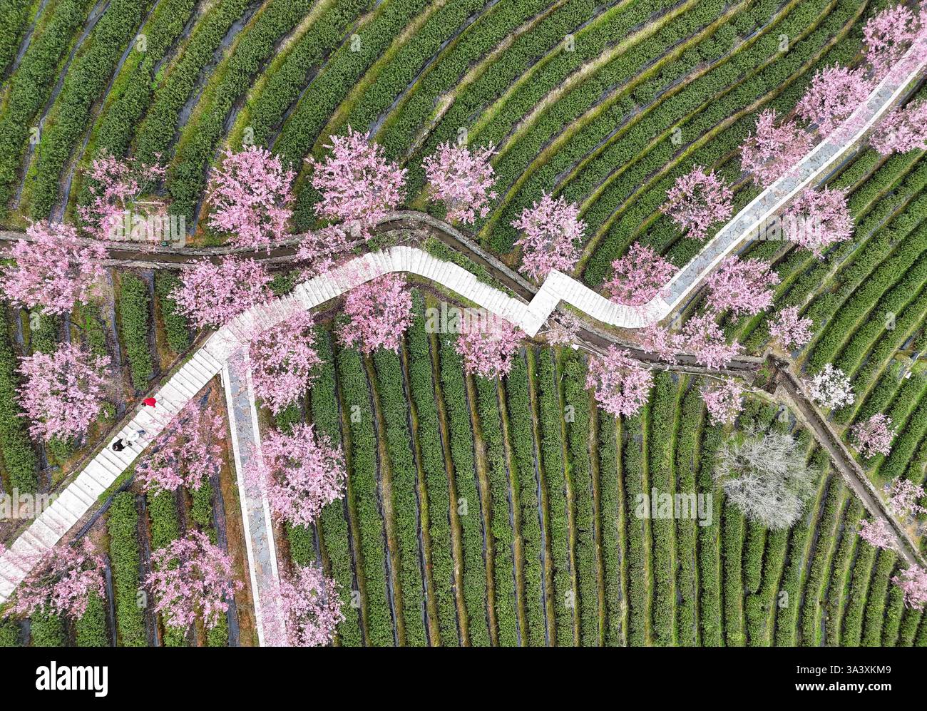 Aerial photo shows the cherry blossoms at a tea mountain in Leqing City ...