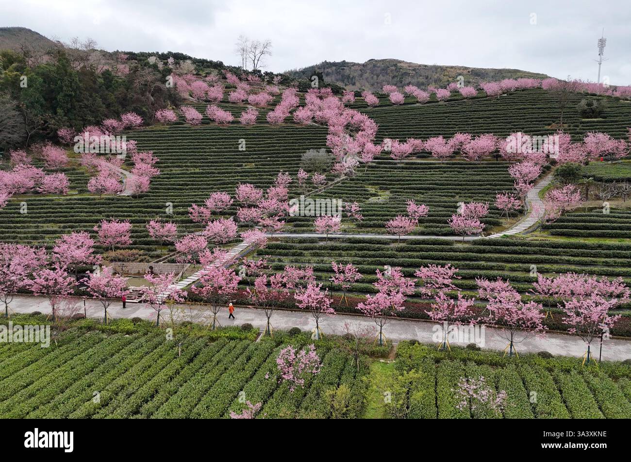 Aerial photo shows the cherry blossoms at a tea mountain in Leqing City ...