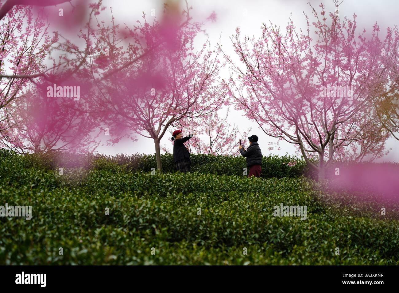 Aerial photo shows the cherry blossoms at a tea mountain in Leqing City ...