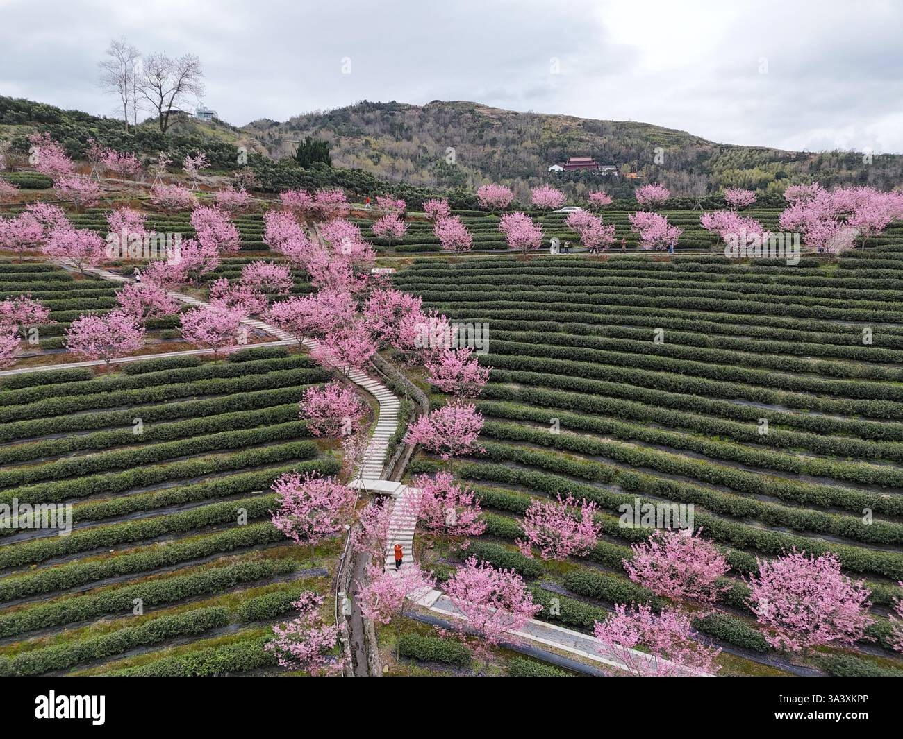 Aerial photo shows the cherry blossoms at a tea mountain in Leqing City ...