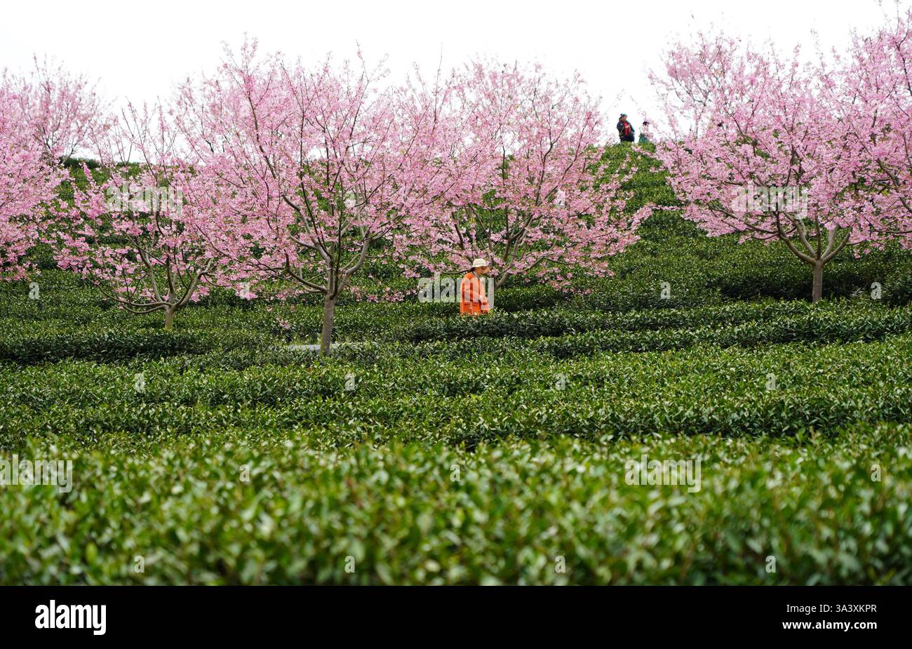 Aerial photo shows the cherry blossoms at a tea mountain in Leqing City ...
