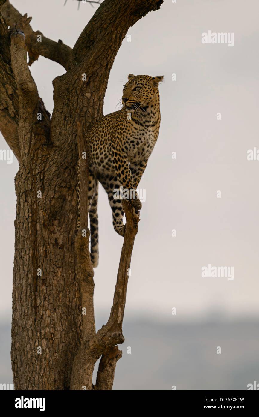 Leopard balancing on a small branch and posing while climbing a tree in ...