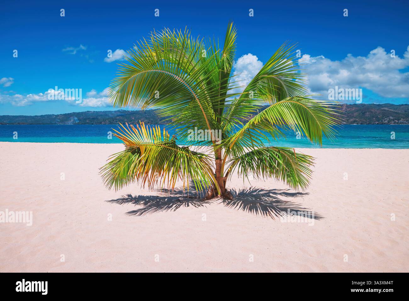 Palm and tropical Exotic beach on Bacardi Island Cayo Levantado Samana ...