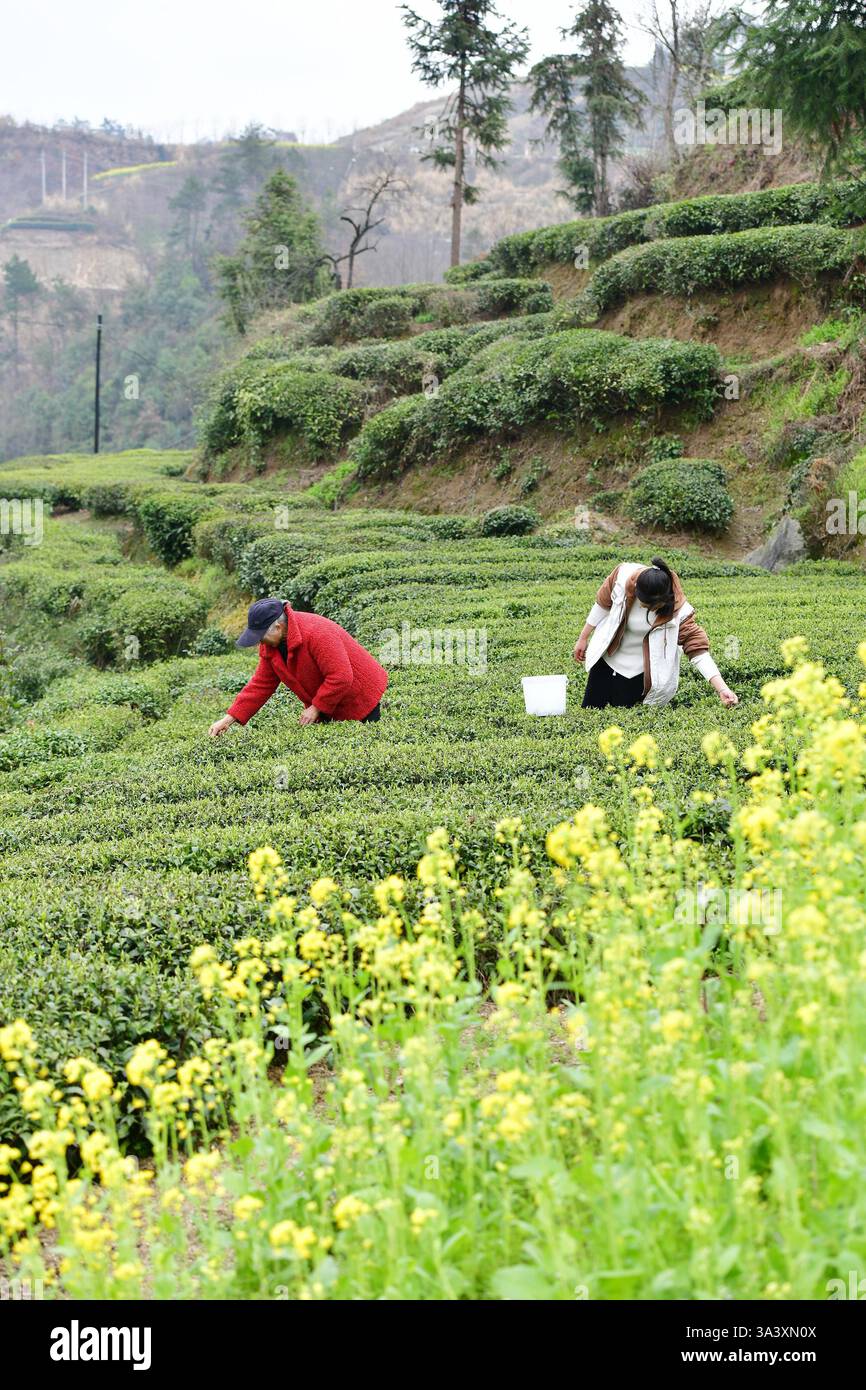 Farmers pick tea leaves at a tea garden in Yichang City, central China ...