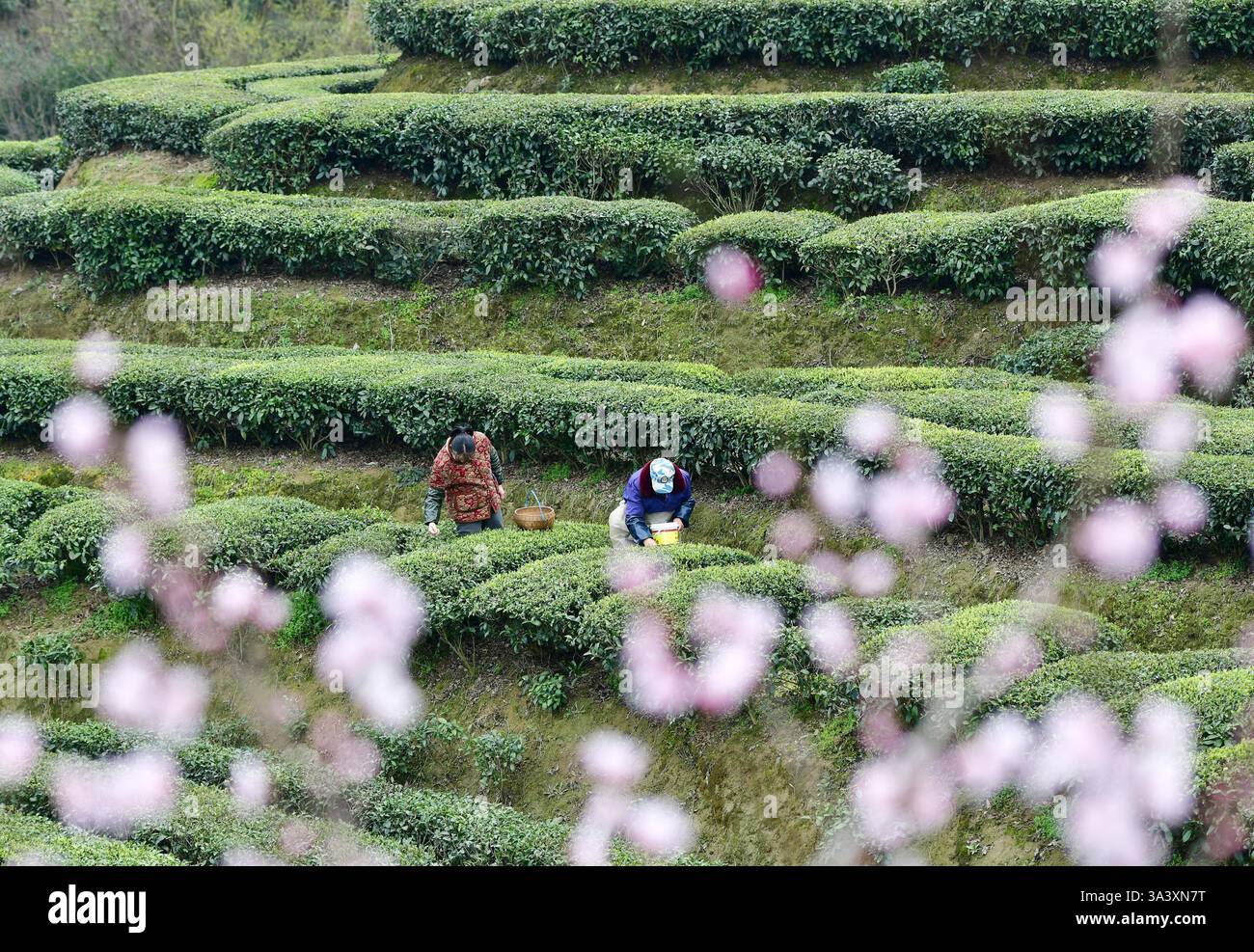 Farmers pick tea leaves at a tea garden in Yichang City, central China ...