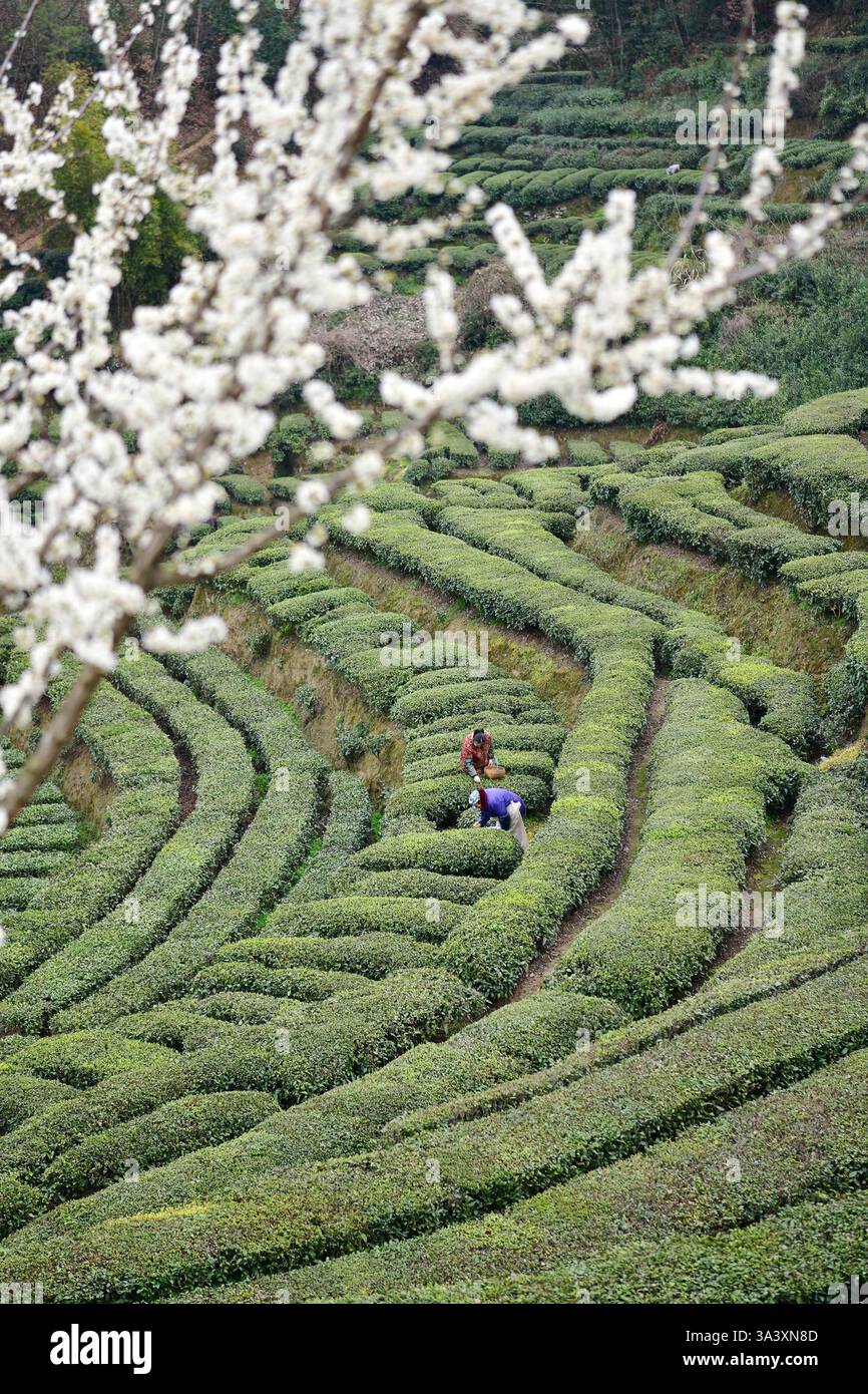 Farmers pick tea leaves at a tea garden in Yichang City, central China ...