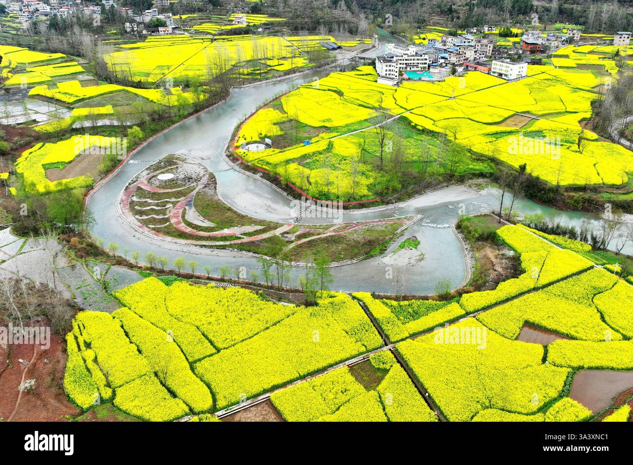 Aerial photo shows the blooming cole flowers in Chongqing, China, 15 ...