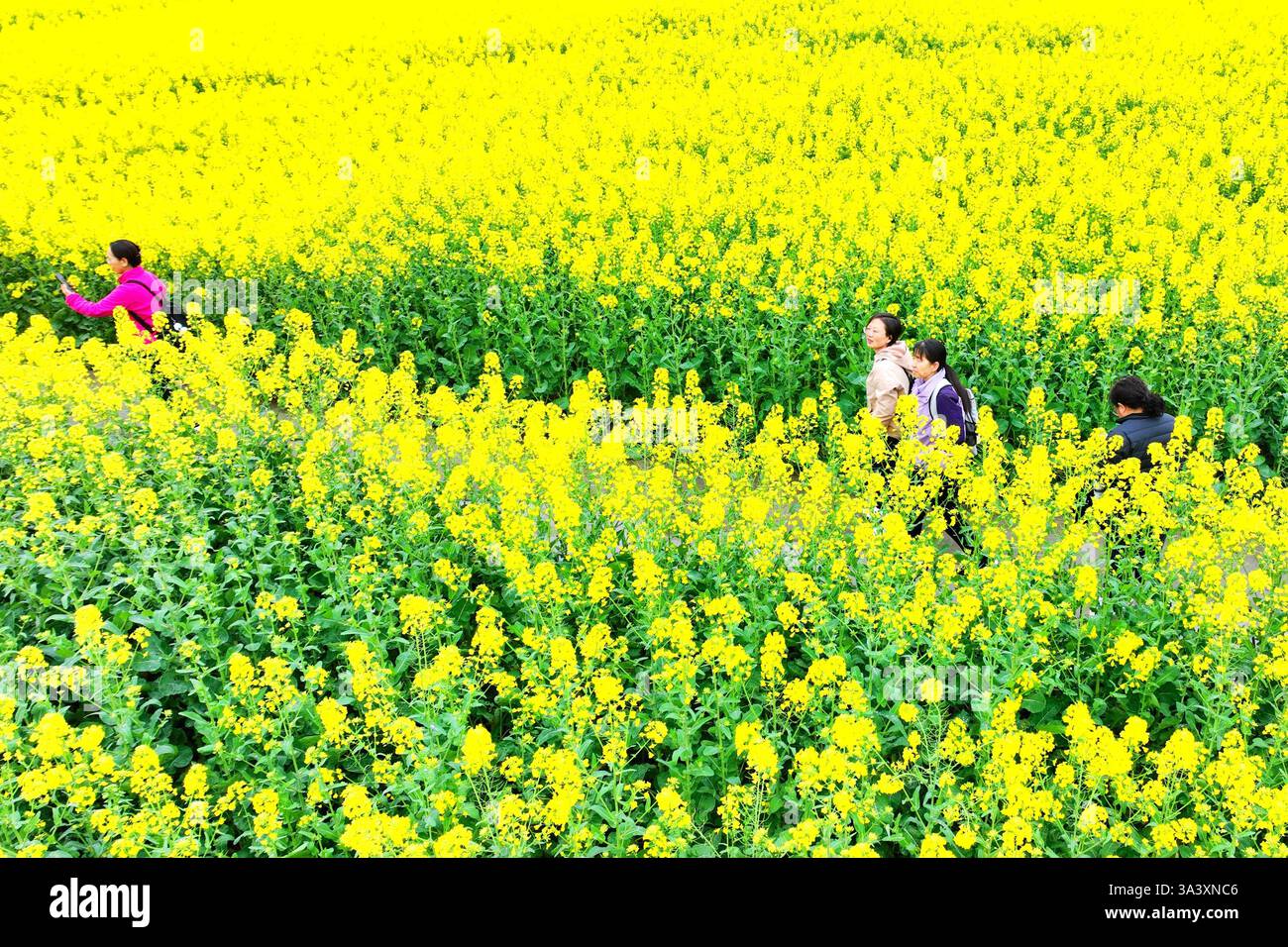 Aerial photo shows the blooming cole flowers in Chongqing, China, 15 ...