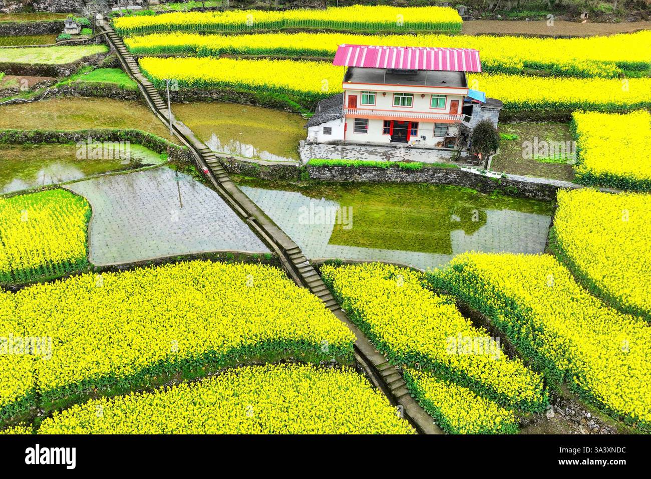 Aerial photo shows the blooming cole flowers in Chongqing, China, 15 ...