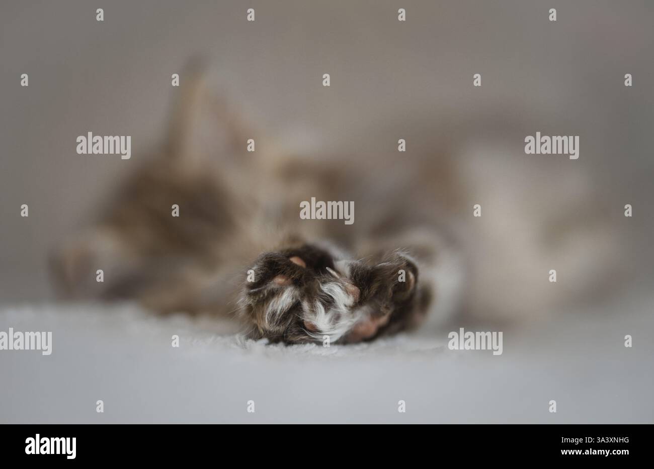 German Shorthair Cat Stock Photo - Alamy