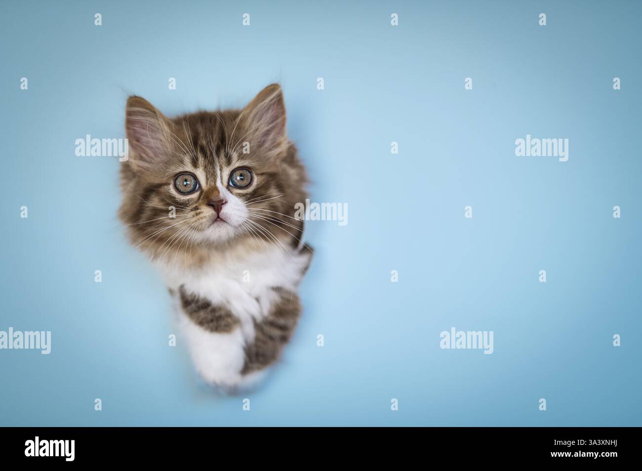 German Shorthair Cat Stock Photo - Alamy
