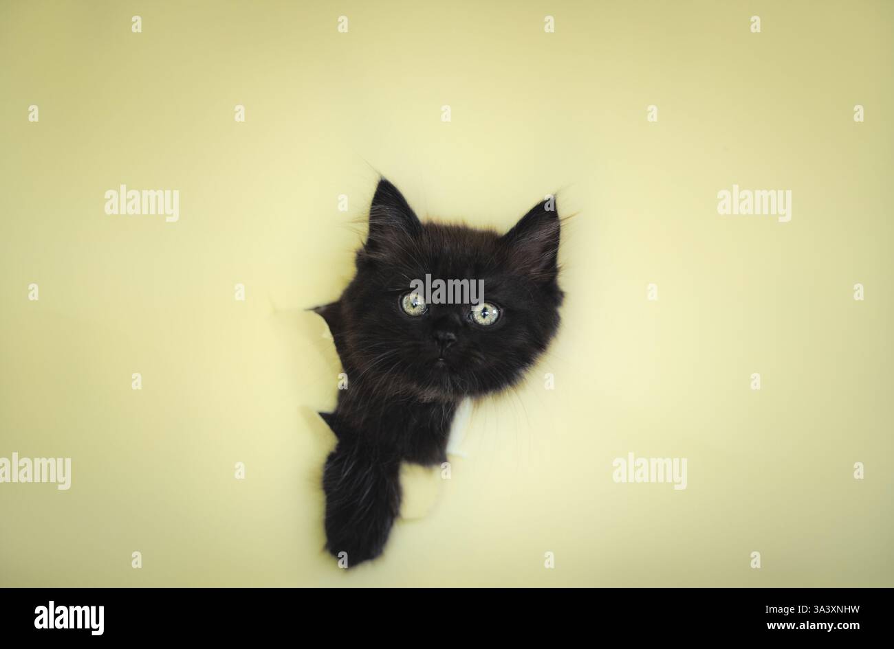 German shorthair kittens hi-res stock photography and images - Alamy