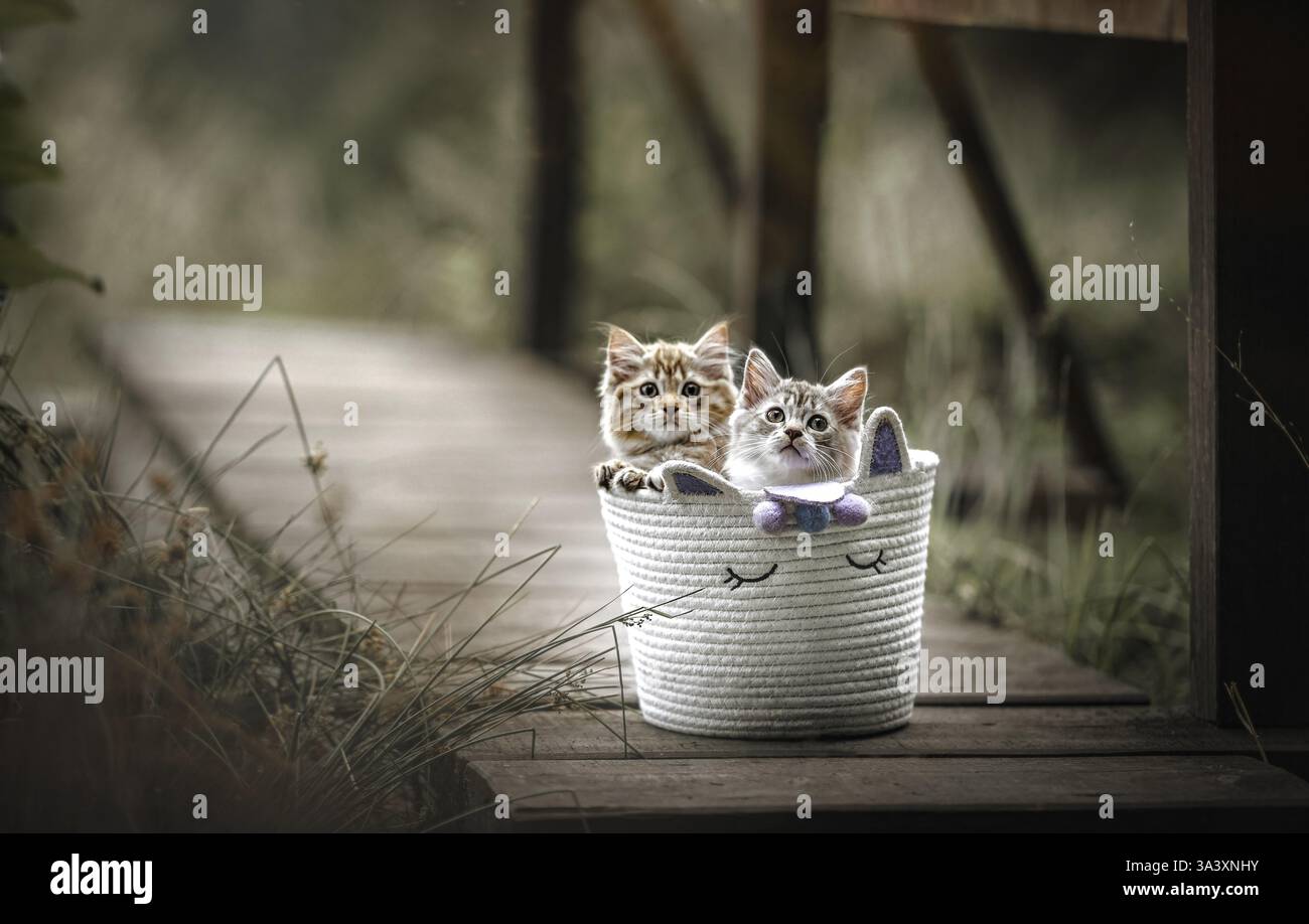 German Shorthair Cat Stock Photo - Alamy