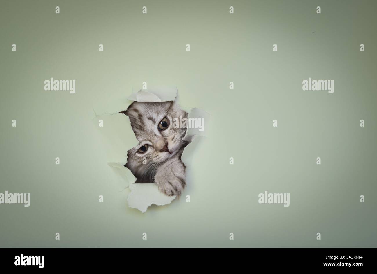 German shorthair kittens hi-res stock photography and images - Alamy