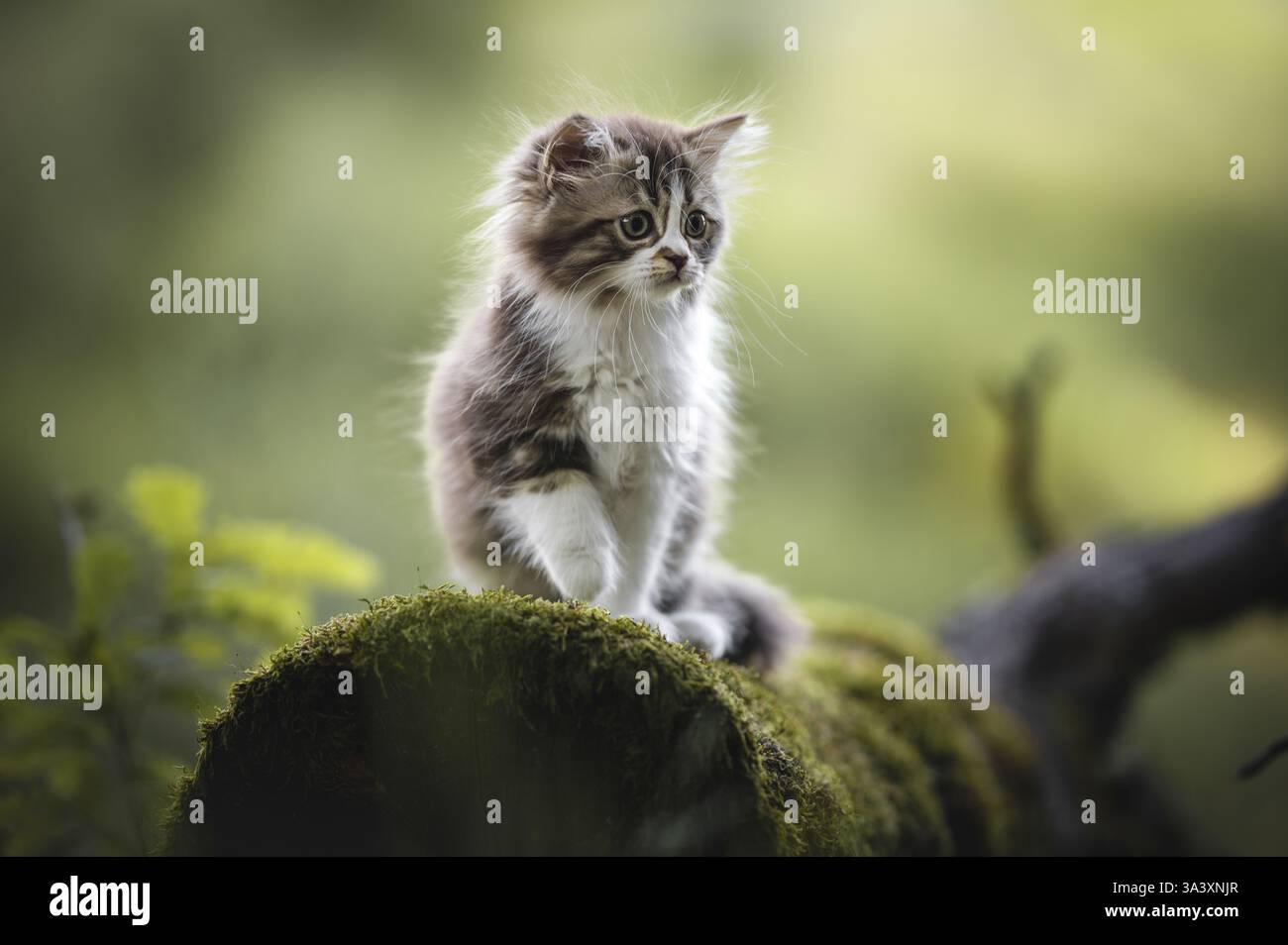 German Shorthair Cat Stock Photo - Alamy