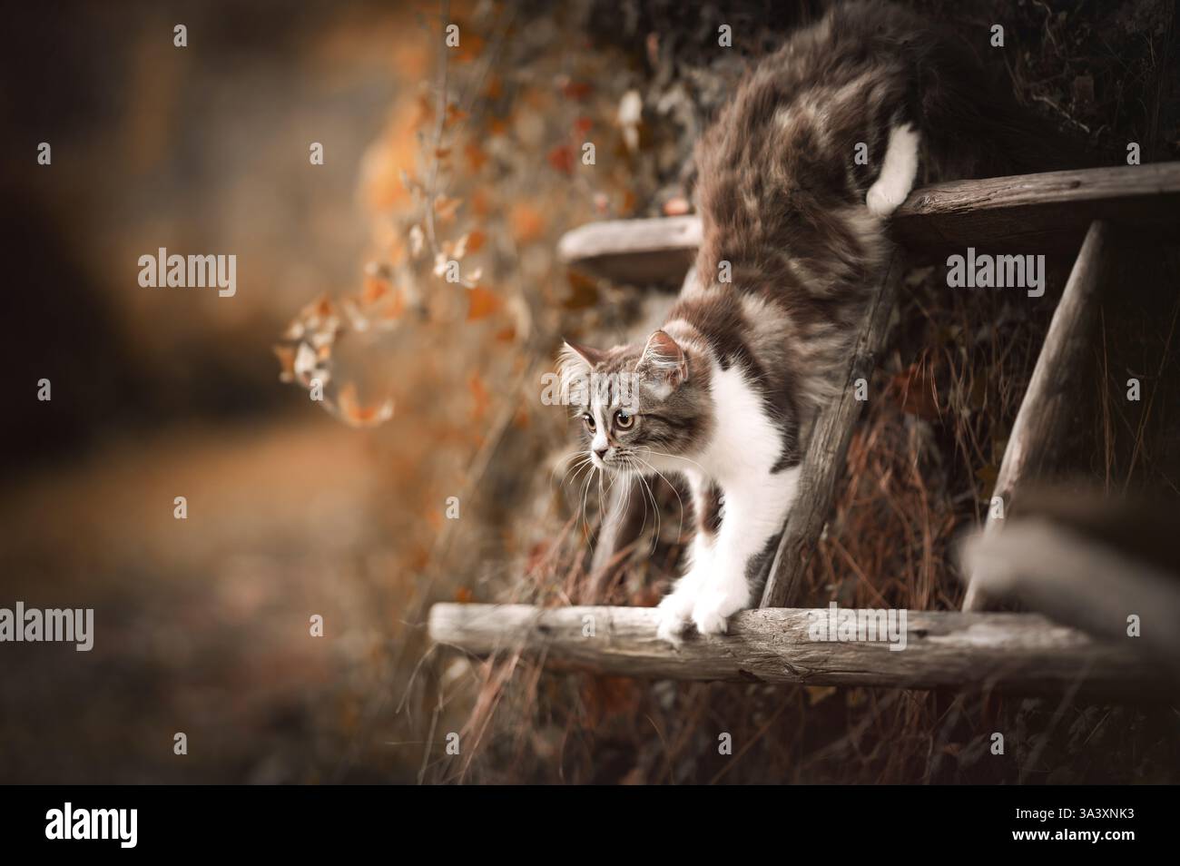 German Shorthair Cat Stock Photo - Alamy