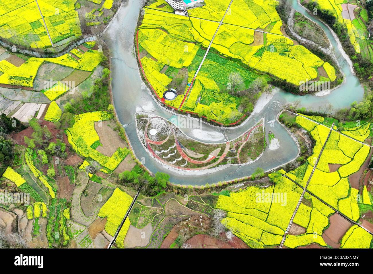 Aerial photo shows the blooming cole flowers in Chongqing, China, 15 ...