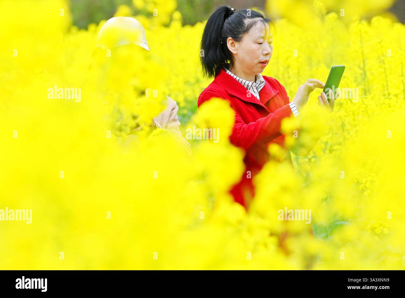 Aerial photo shows the blooming cole flowers in Chongqing, China, 15 ...