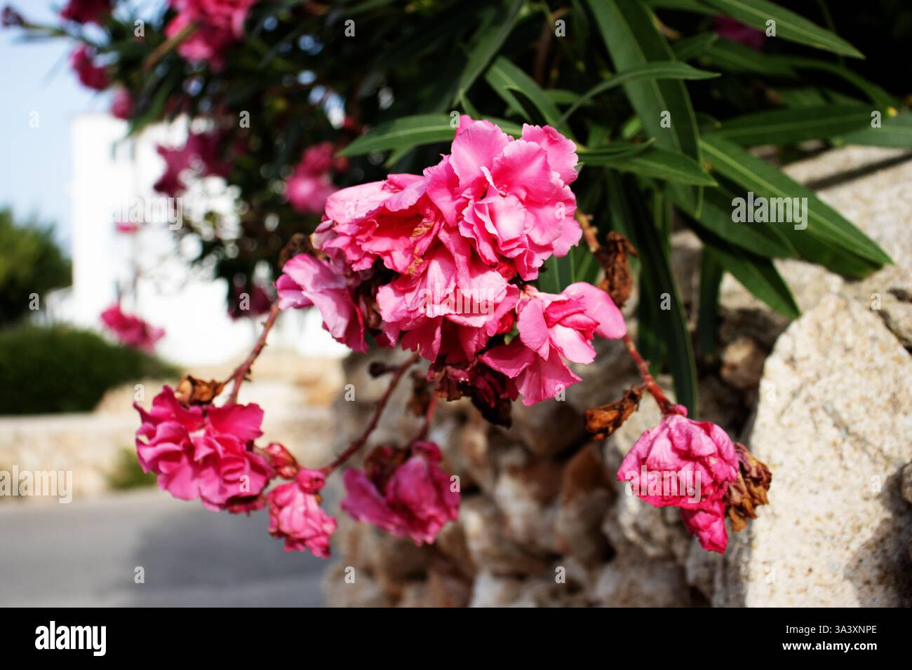 double pink Oleander (Nerium oleander) next to a dry stone wall in ...