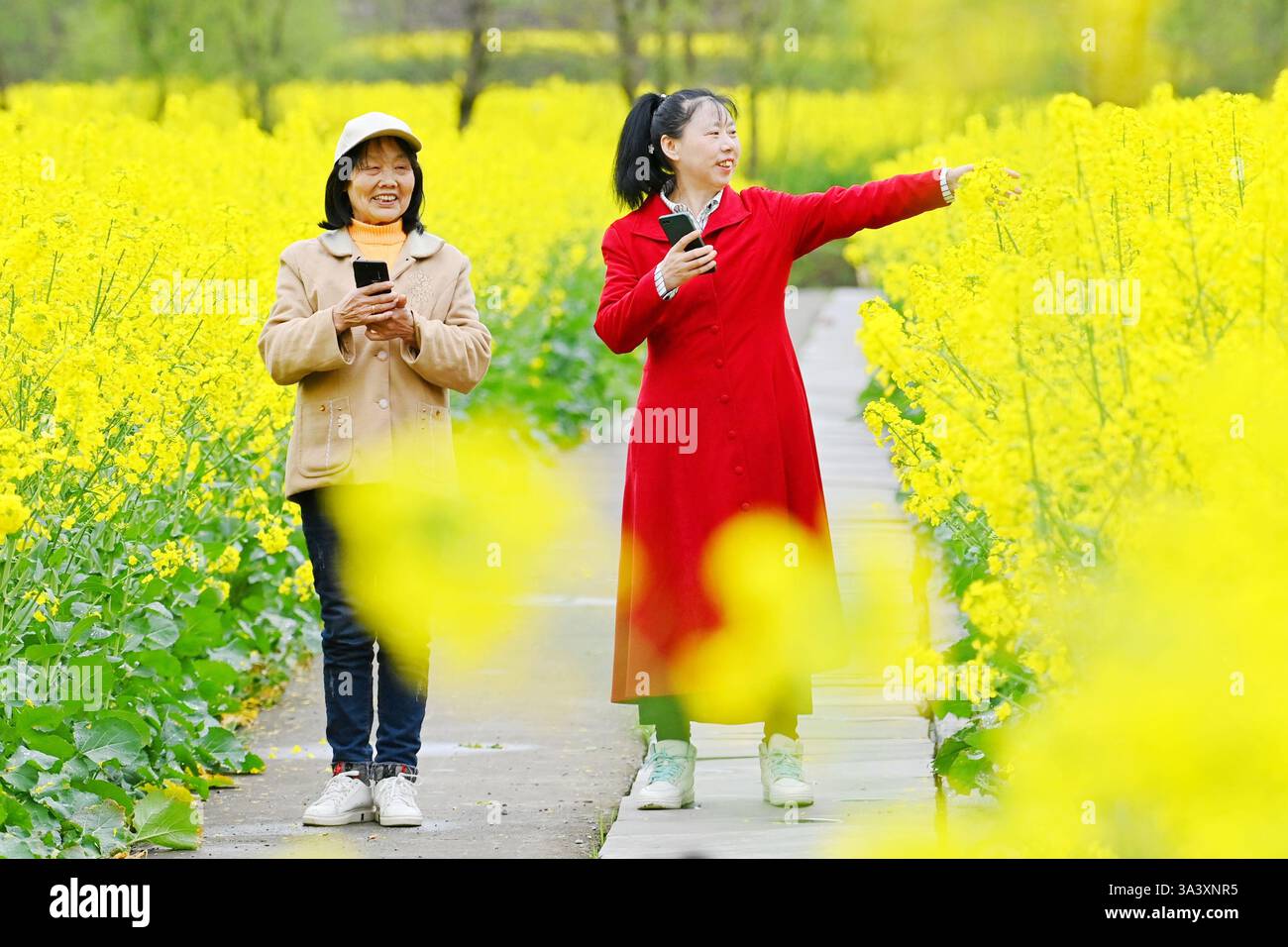 Aerial photo shows the blooming cole flowers in Chongqing, China, 15 ...
