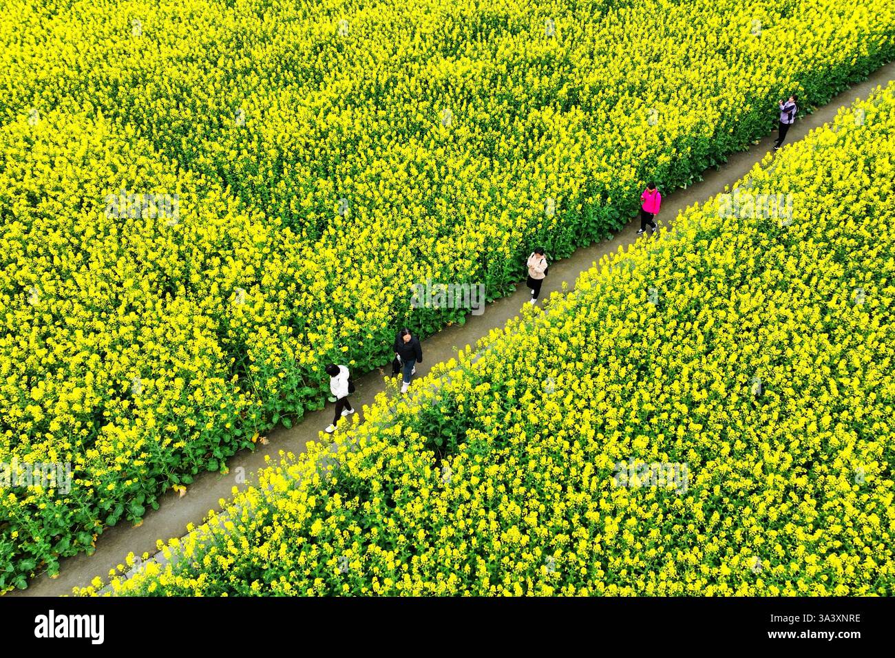 Aerial photo shows the blooming cole flowers in Chongqing, China, 15 ...