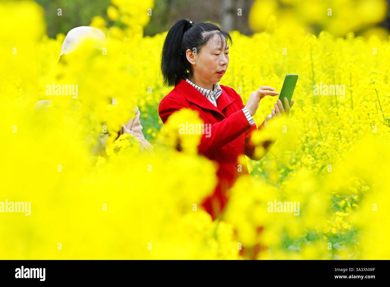 Aerial photo shows the blooming cole flowers in Chongqing, China, 15 ...
