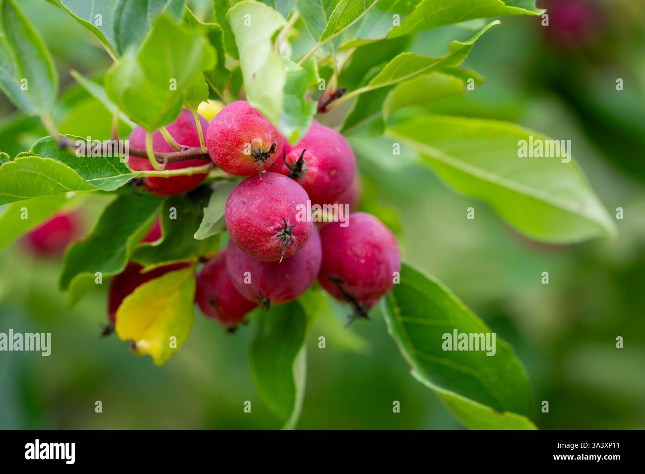 Plumleaf crab apple (Malus Prunifolia) branch with fruits in summer ...