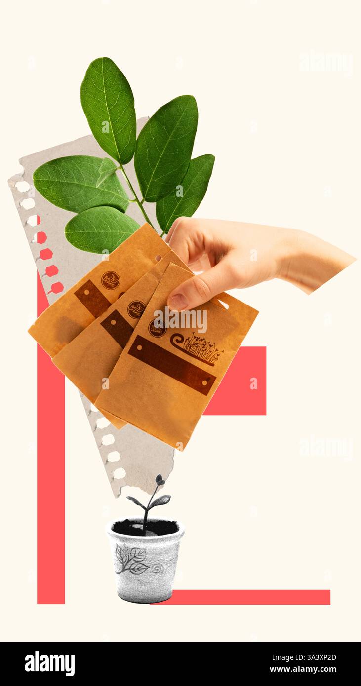 Hand presenting organic seed packets, sprouting plant growing from soil ...