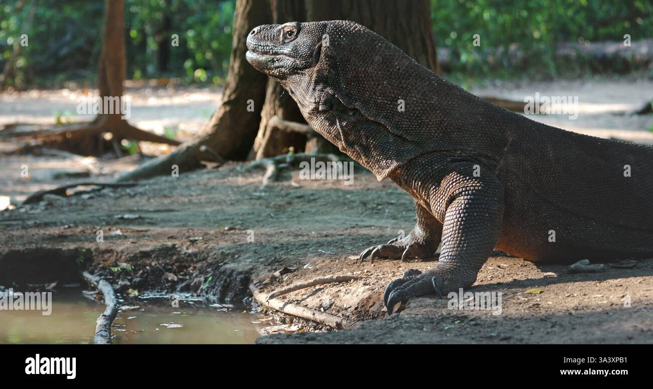 Large Komodo dragon resting near a tranquil pond in a lush tropical ...