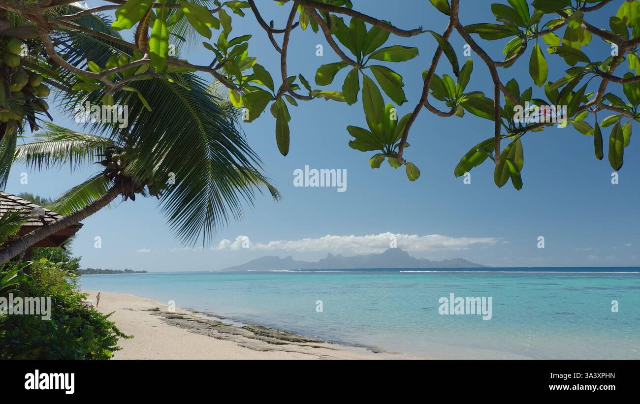 Palm trees and tropical vegetation frame a breathtaking view of the ...