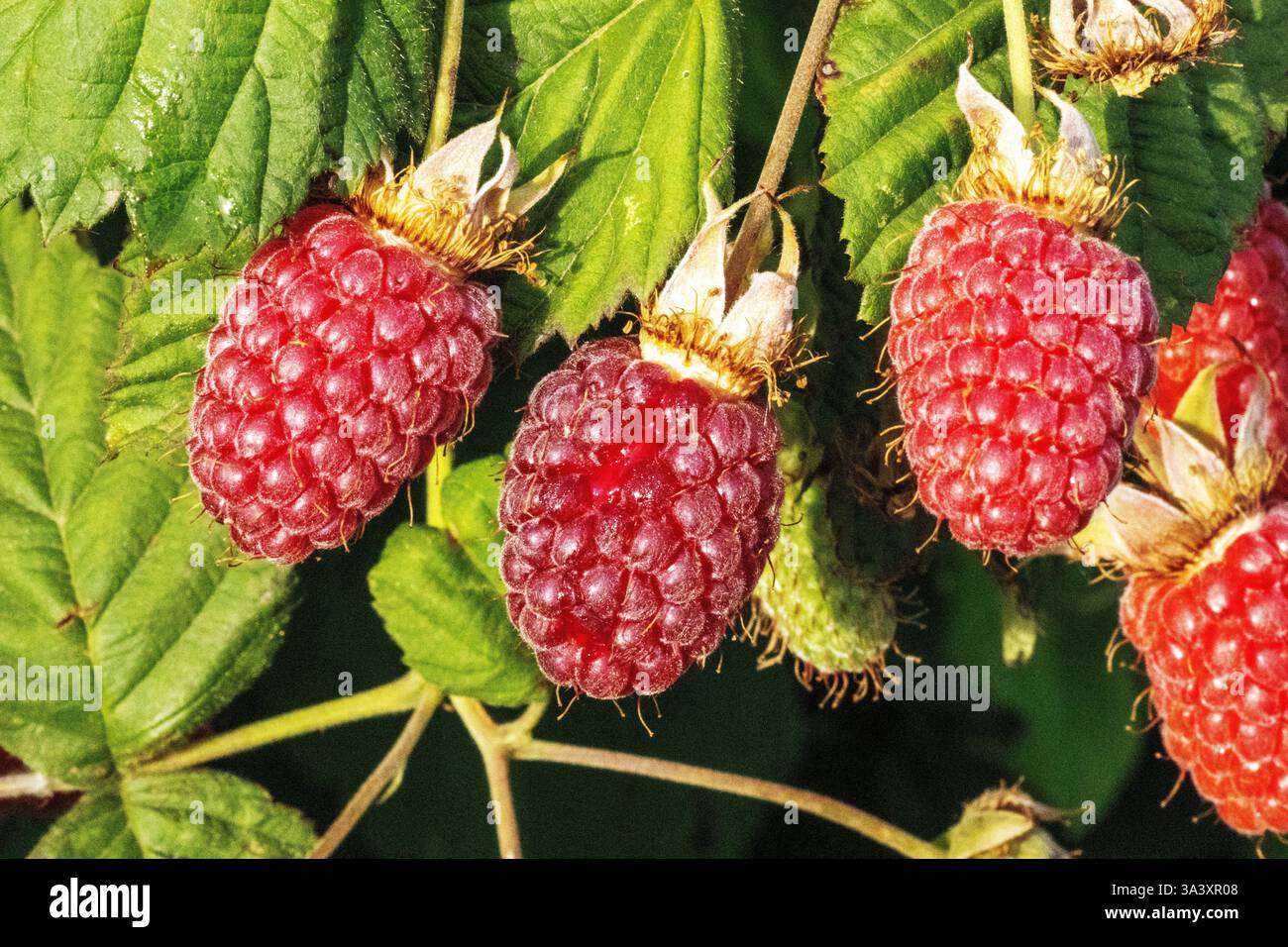 fruit and leaf of the loganberry (Rubus × loganobaccus) a hybrid of the ...