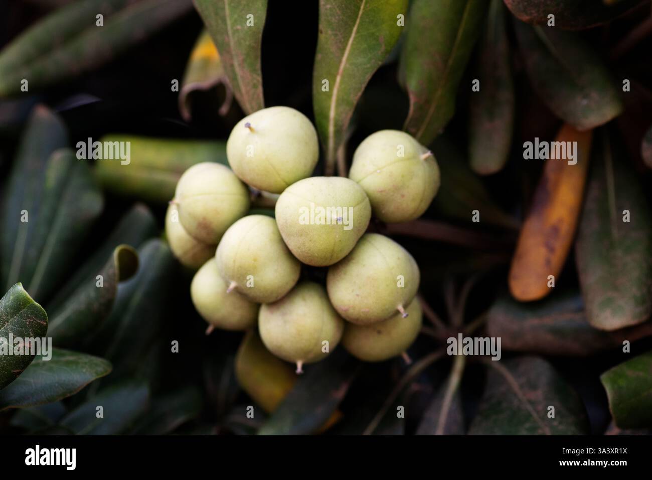 fruit and leaves of the Australian laurel or Japanese pittosporum or ...