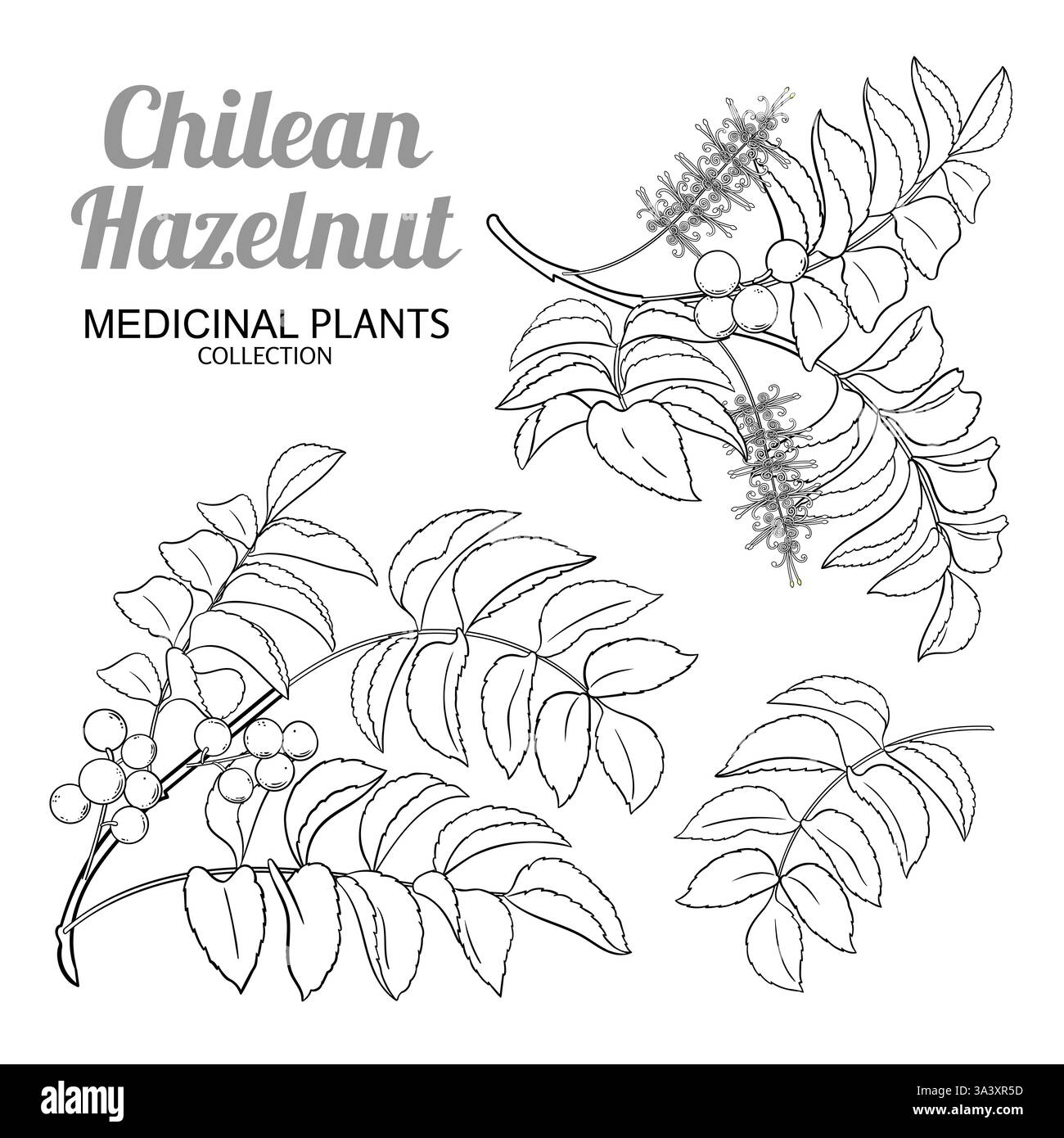 Chile chileno Stock Vector Images - Alamy
