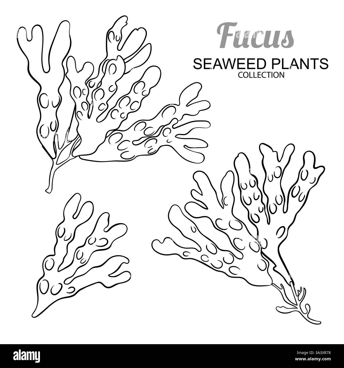 Fucus Branch Isolated Outline Illustration Stock Vector Image & Art - Alamy