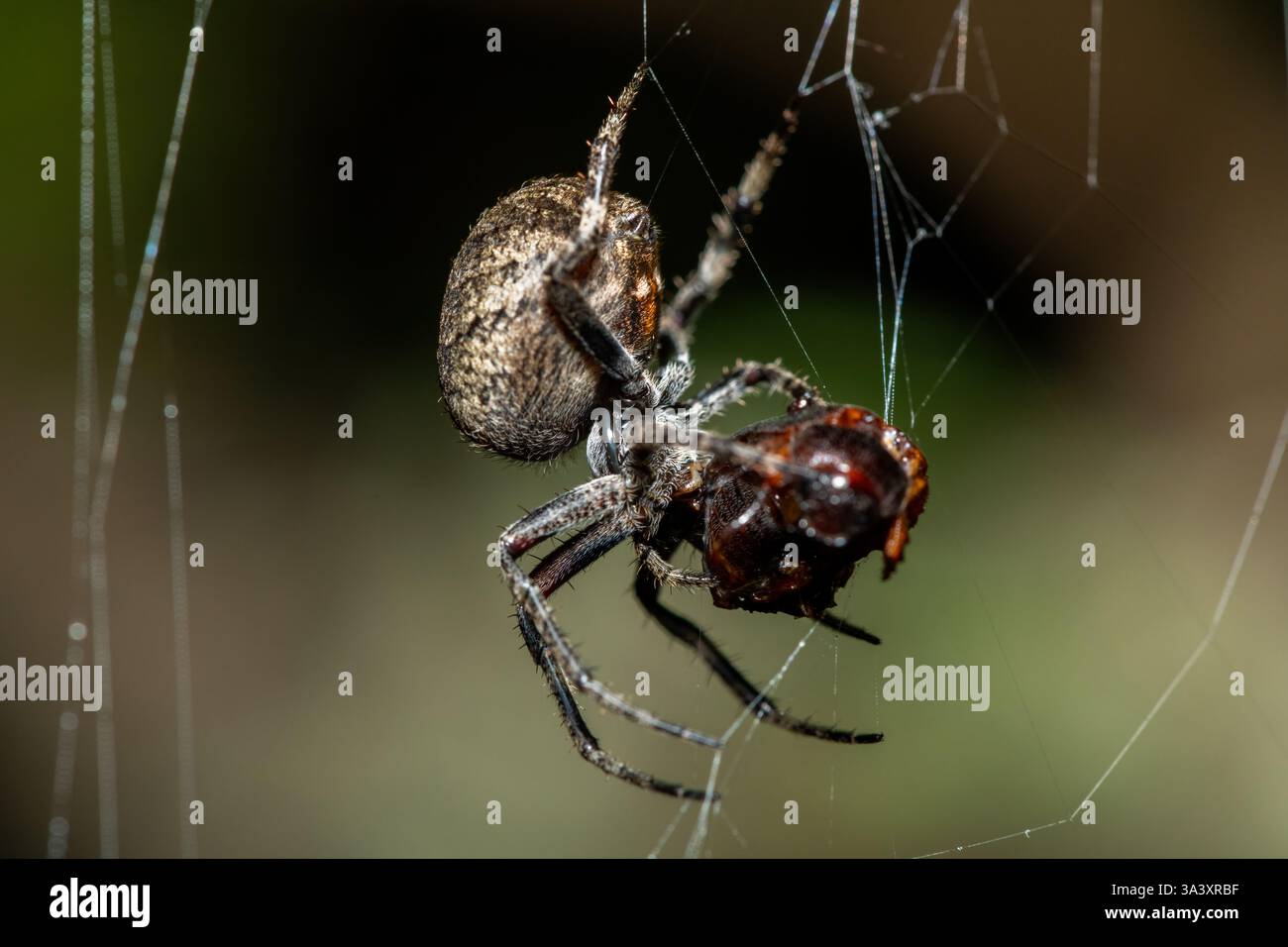 Neoscona triangula hi-res stock photography and images - Alamy