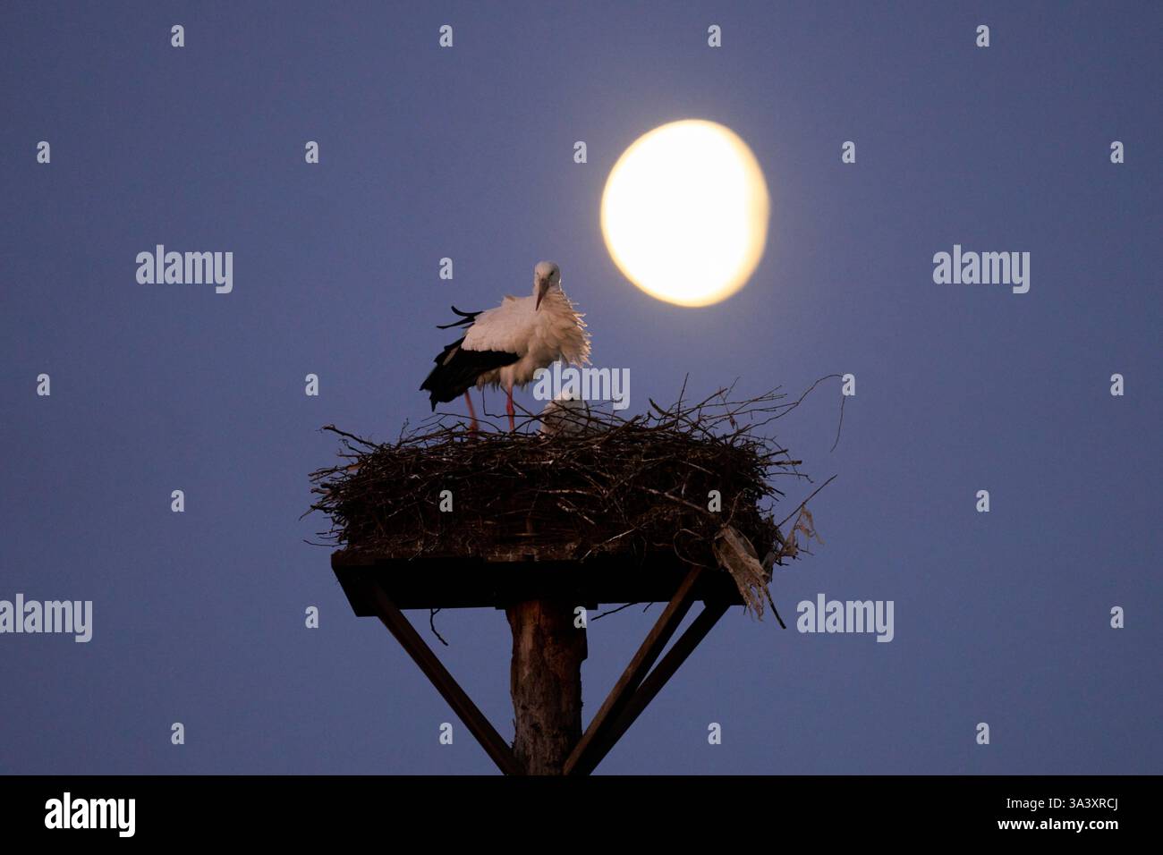 Storks sit in their nest as the moon sets in Wehrheim near Frankfurt ...