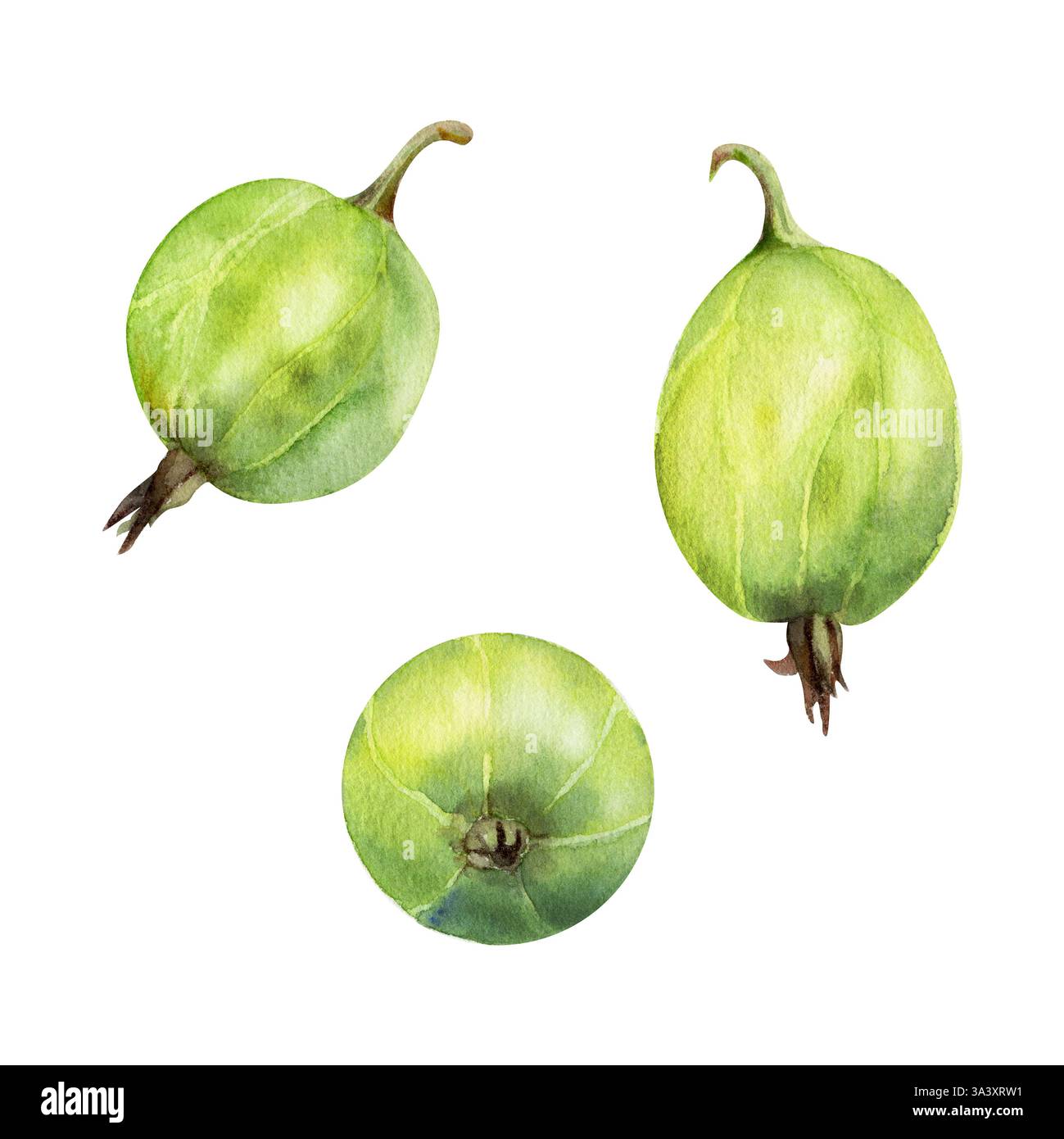 Gooseberry Currant fruit hand drawn in watercolor, garden berry ...