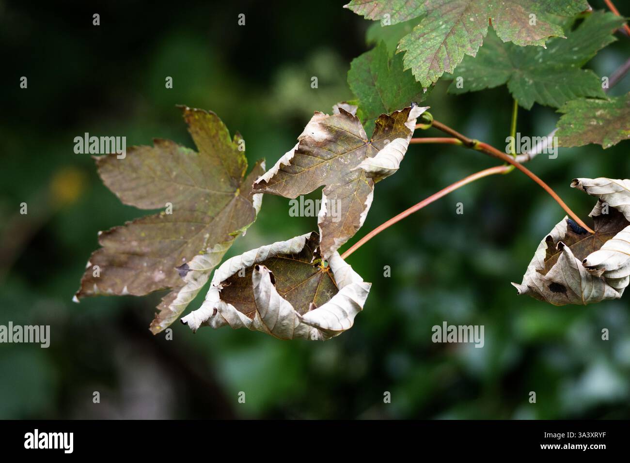 half dead and dried Maple leaves isolated on a natural green background ...