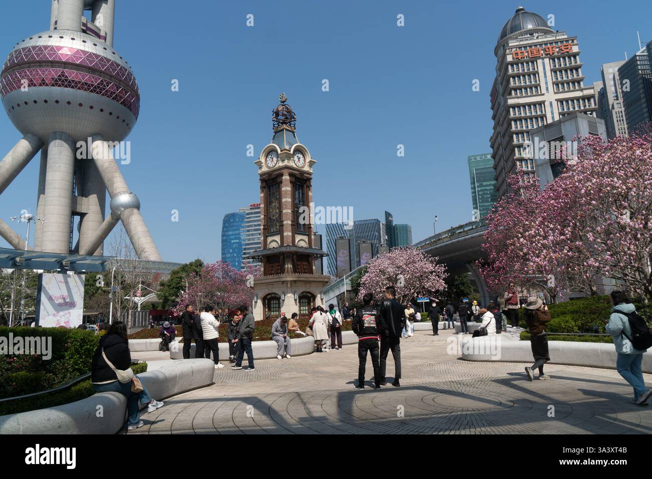 SHANGHAI, CHINA - MARCH 18, 2025 - Purple magnolia blooms in front of ...