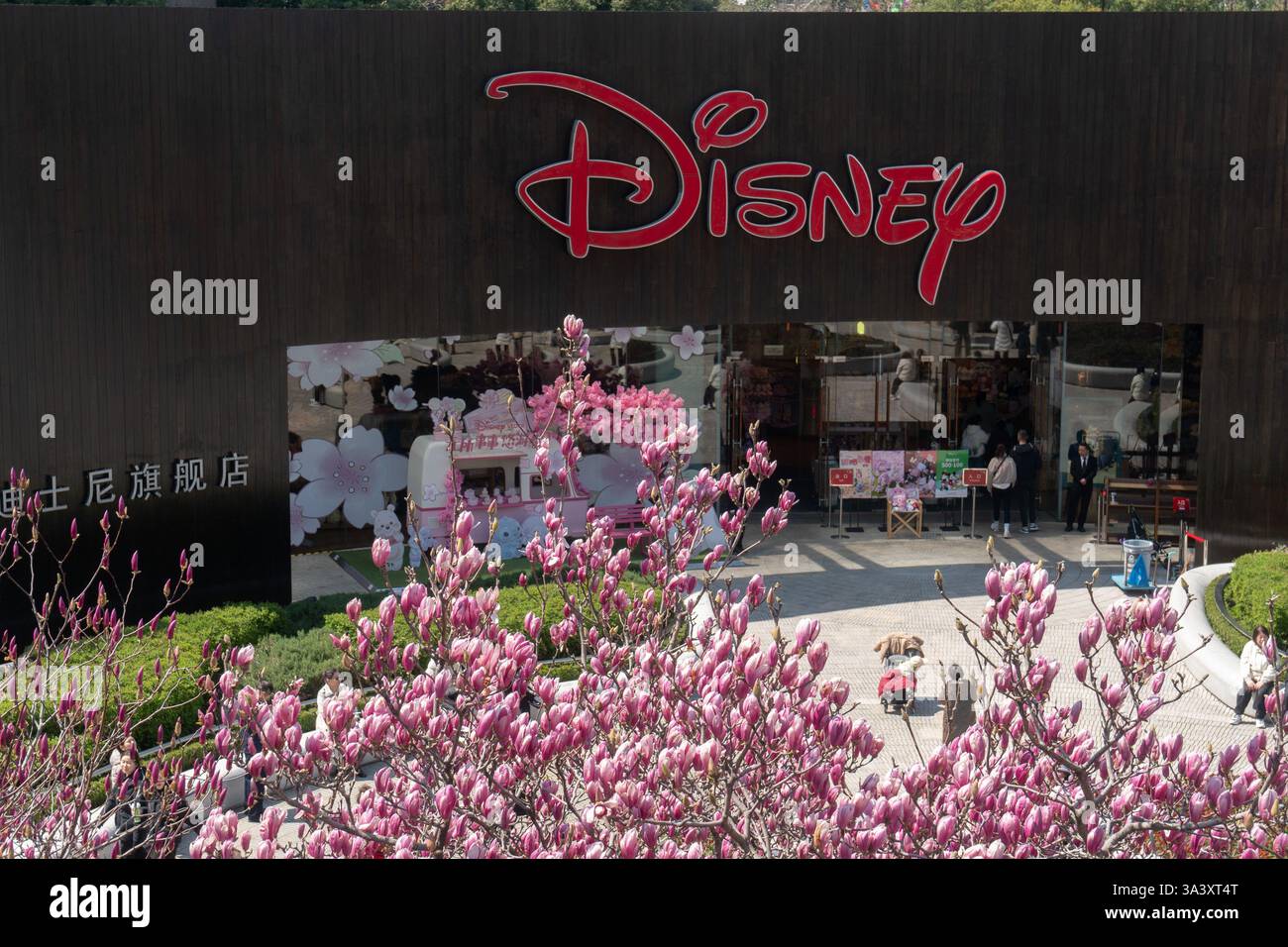 SHANGHAI, CHINA - MARCH 18, 2025 - Purple magnolia blooms in front of ...