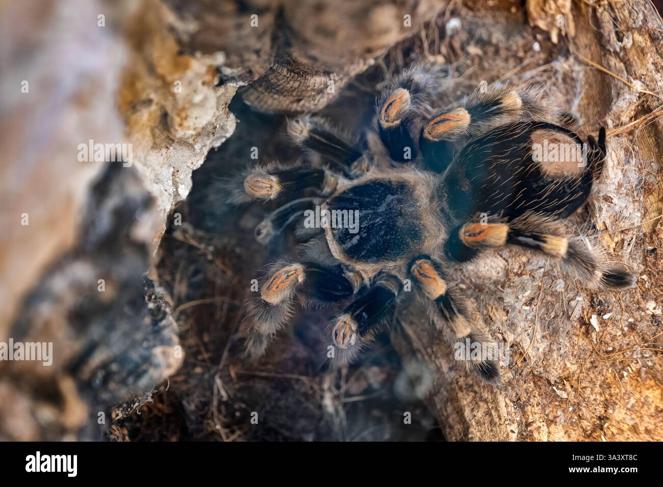 Brachypelma hamorii tarantula spider, common name: Mexican redknee ...