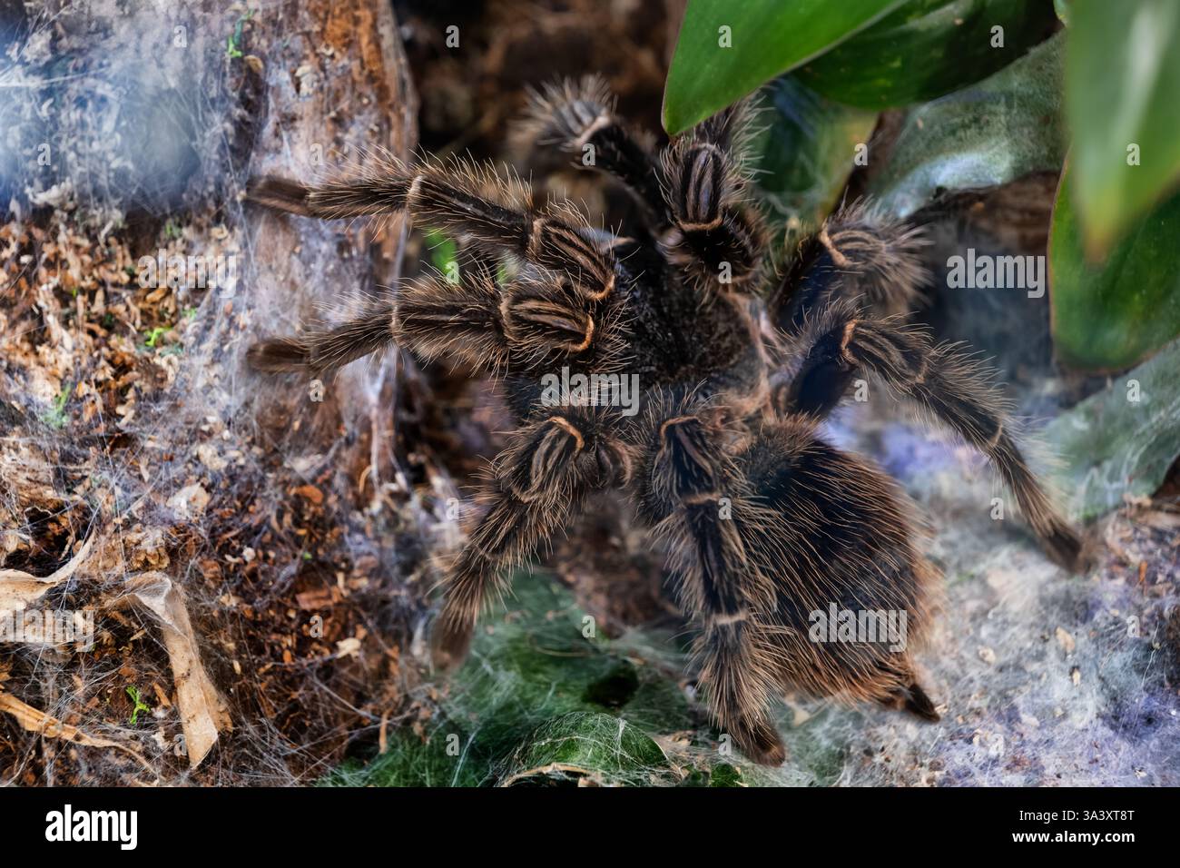Lasiodora parahybana, the Brazilian salmon pink bird-eating tarantula ...