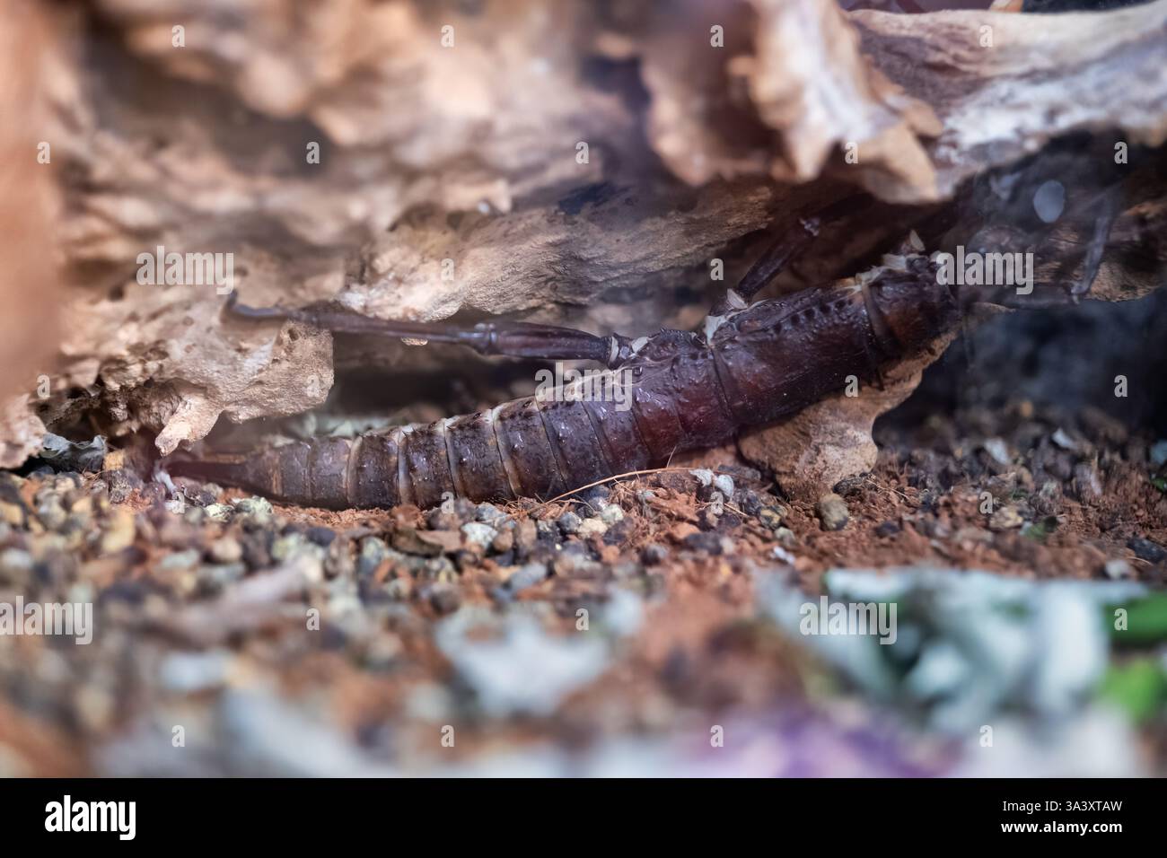 Eurycantha calcarata - thorny devil stick insect or giant spiny stick ...