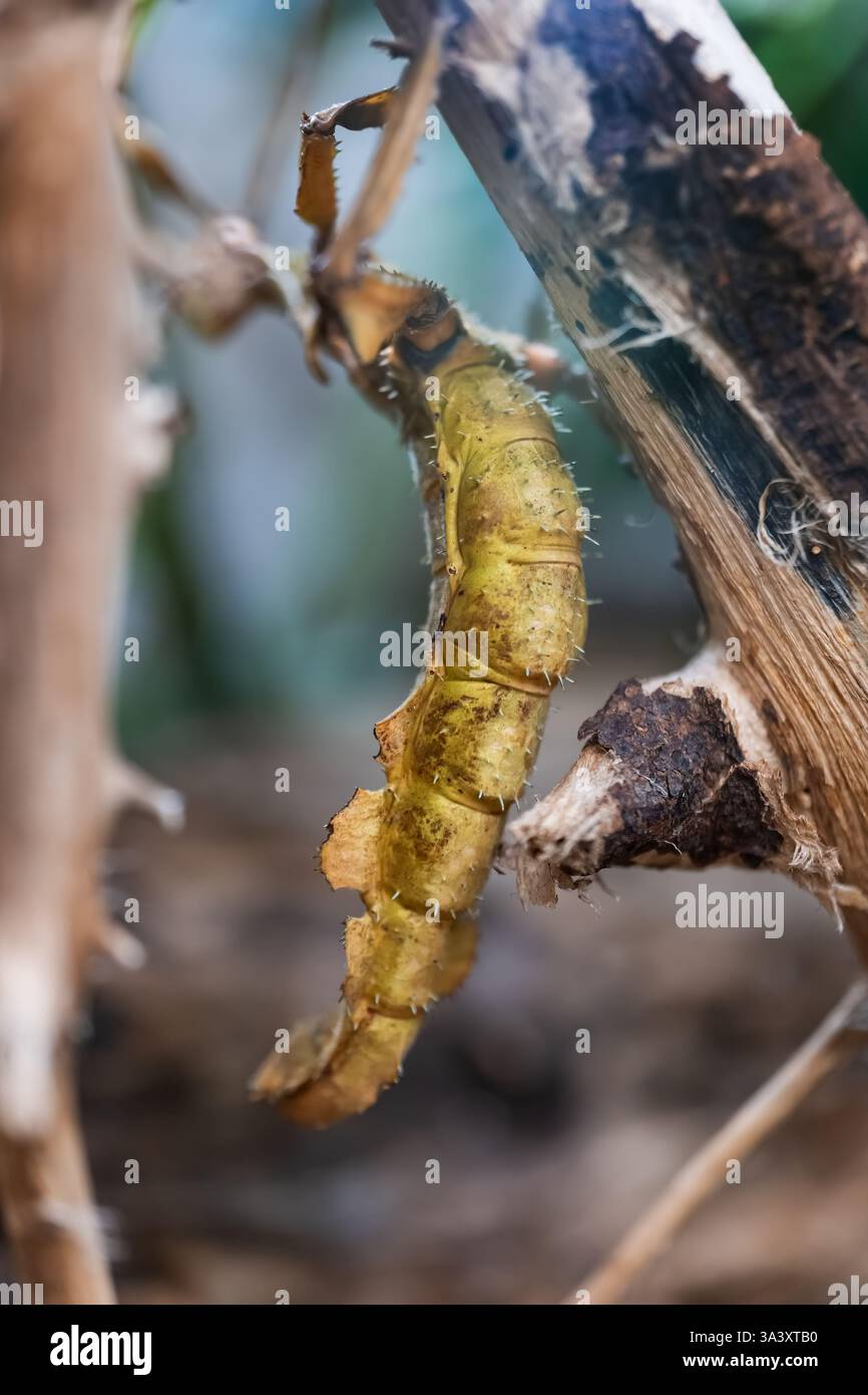Extatosoma tiaratum, common names: spiny leaf insect, giant prickly ...